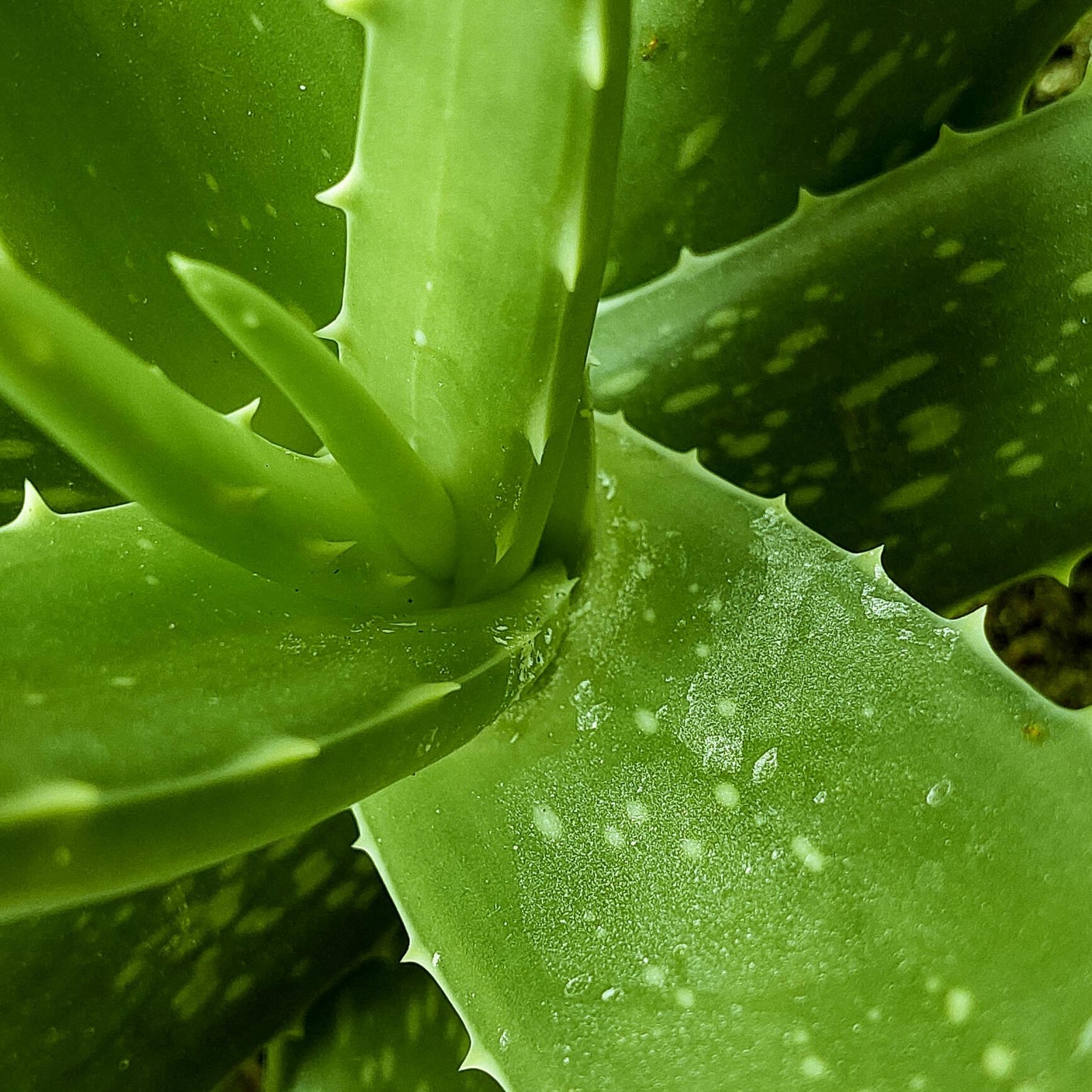 VIRGIN ALOE | 99% Cold Pressed Aloe Vera | Healing Theory
